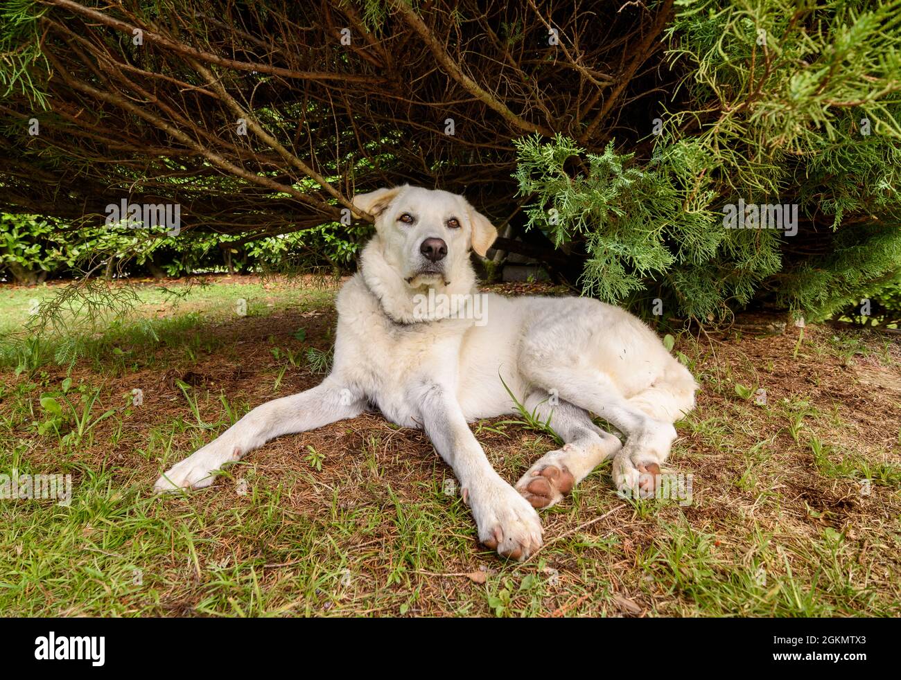 White female Maremma Shepherd dog under the plant in the garden Stock ...