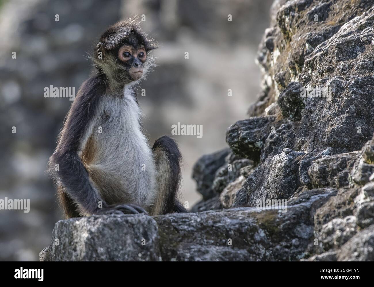 Selective focus shot of a spider monkey sitting on a rock Stock Photo ...