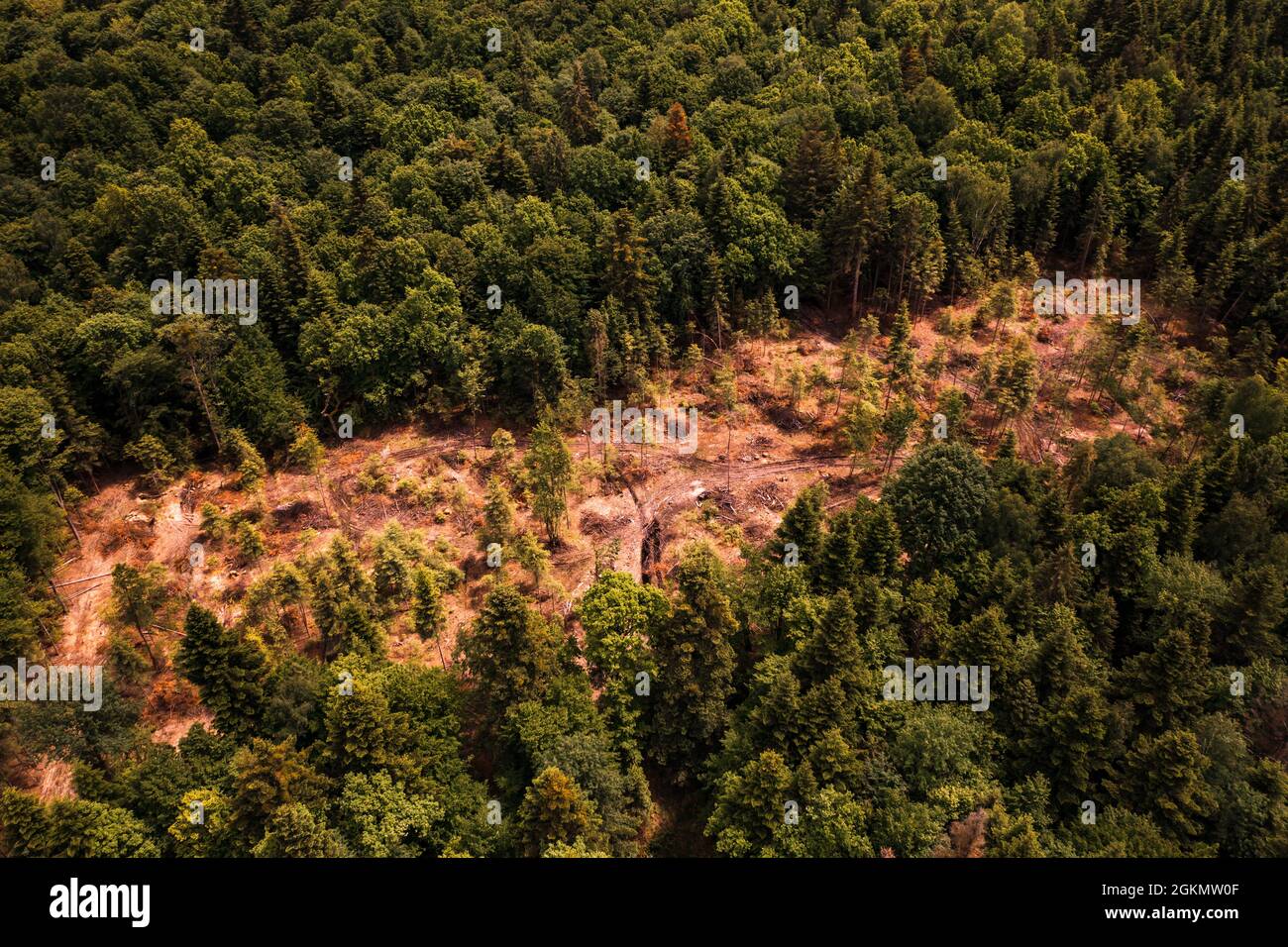 Destruction of forests by total deforestation in an illegal way, top ...