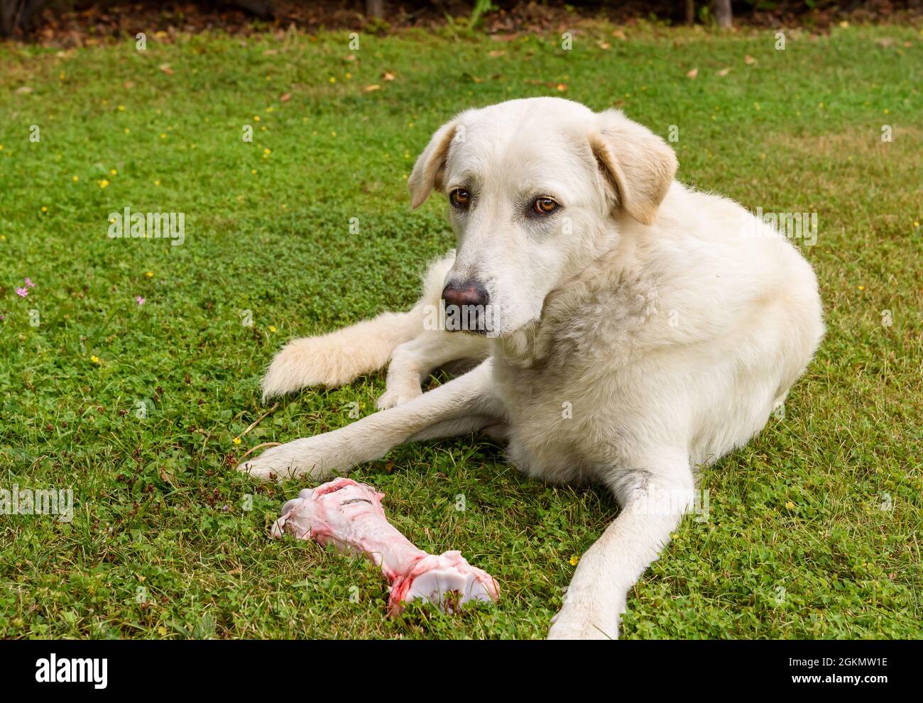 White dog with big raw bone on the grass field Stock Photo - Alamy