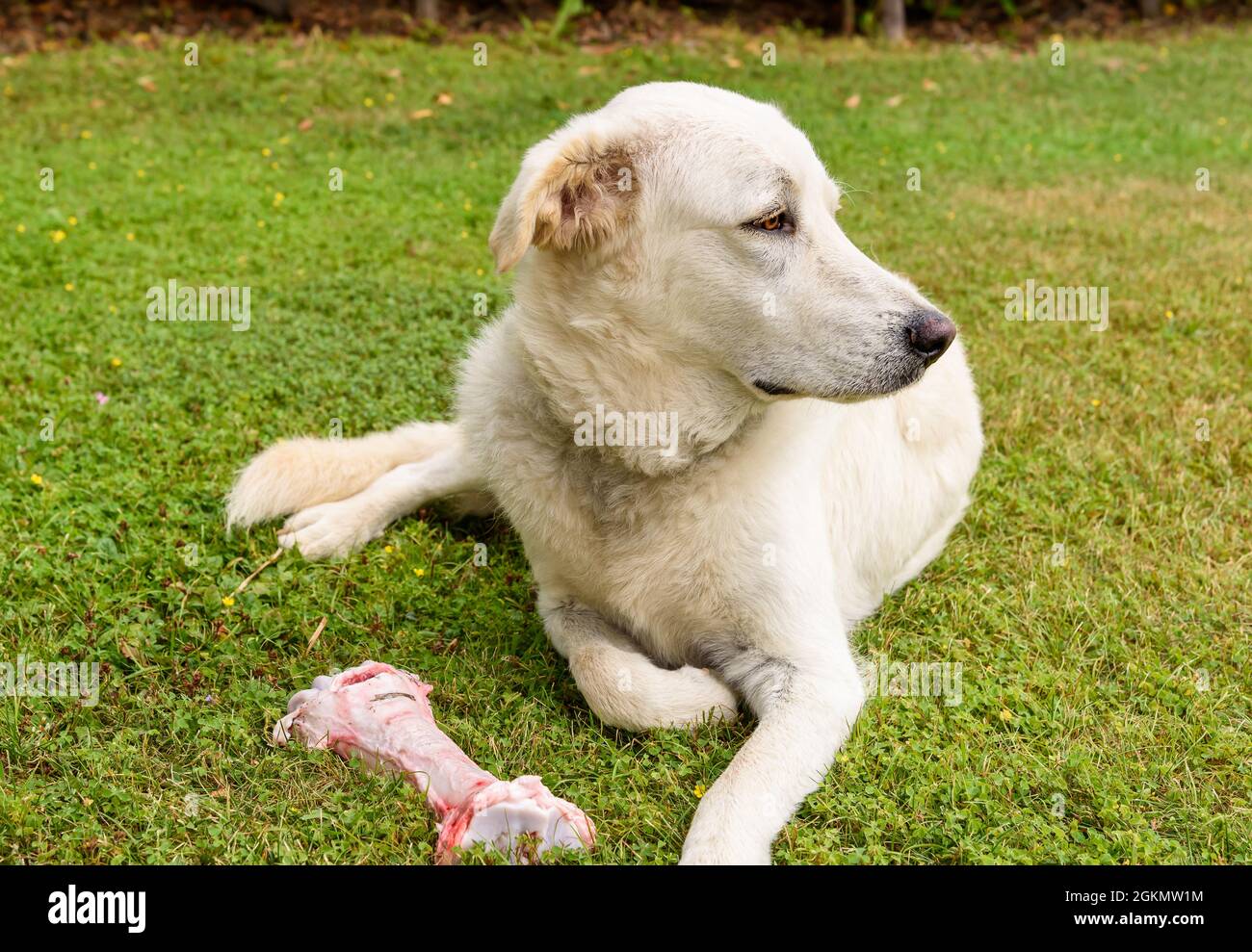 White dog with big raw bone on the grass field Stock Photo - Alamy