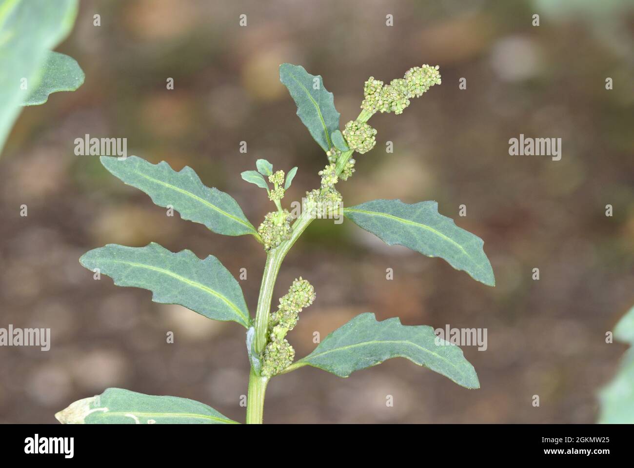 Oak-leaved Goosefoot - Chenopodium glaucum Stock Photo - Alamy