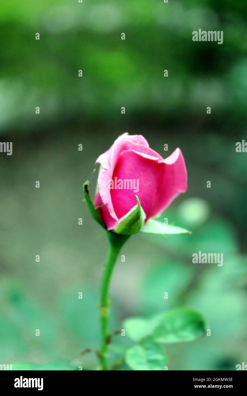 Vertical shot of pink rosebud with bokeh background - great for ...