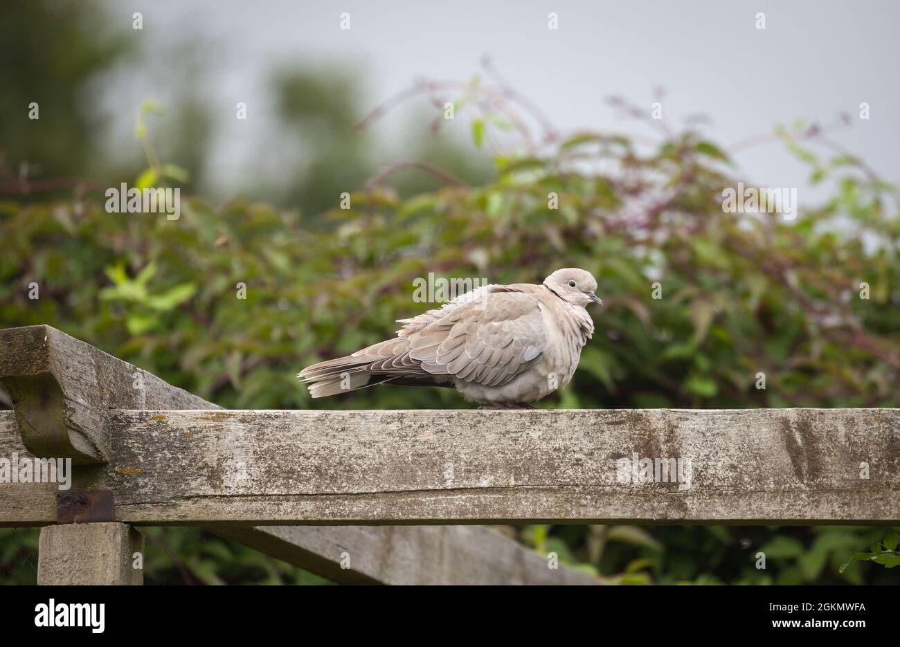 ring-necked dove. half-collared dove. cape turtle dove Stock Photo - Alamy