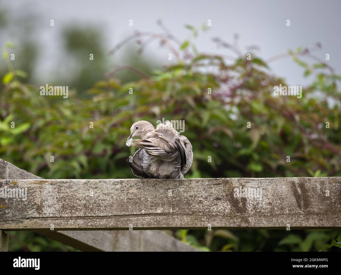 ring-necked dove. half-collared dove. cape turtle dove Stock Photo - Alamy