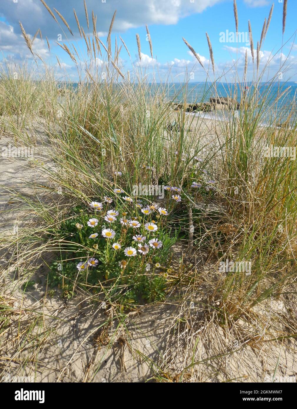 Seaside daisy hi-res stock photography and images - Alamy