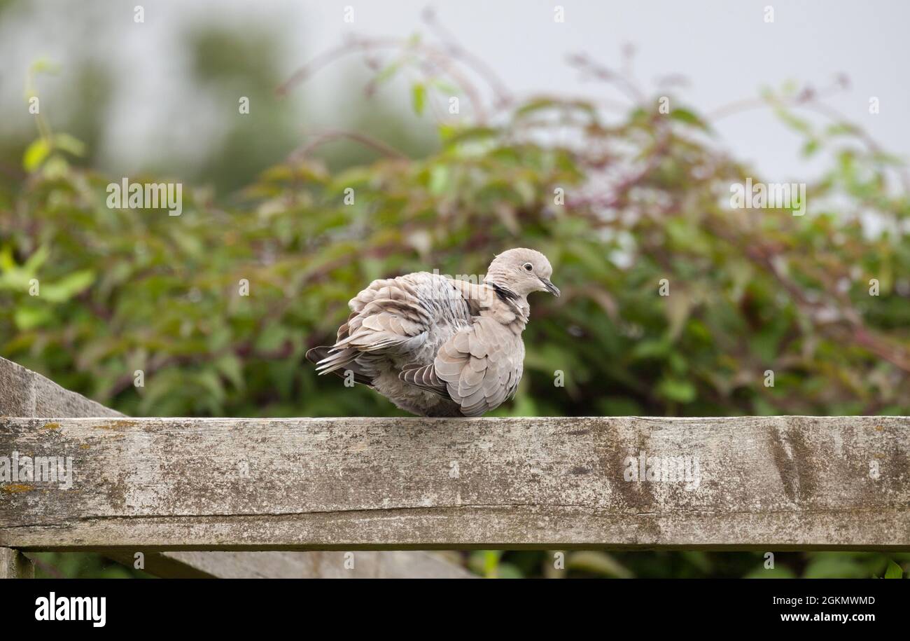 ring-necked dove. half-collared dove. cape turtle dove Stock Photo - Alamy