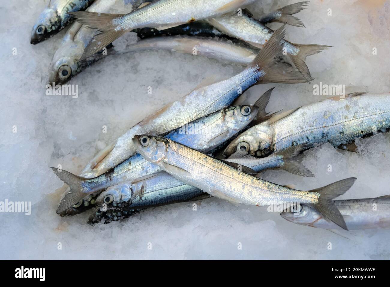 Family salmonidae hi-res stock photography and images - Alamy