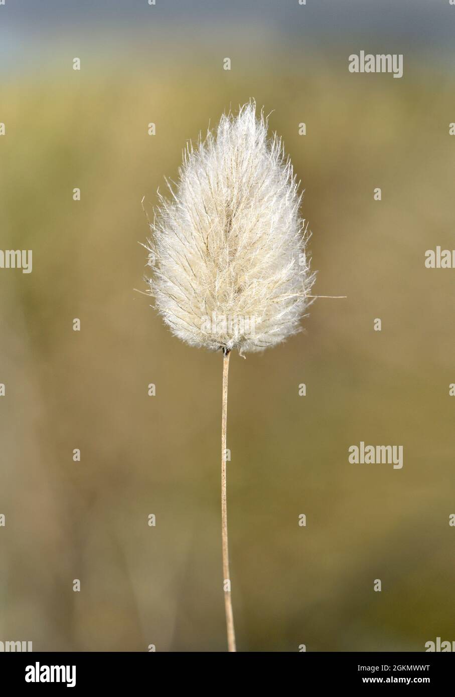 Hare's-tail Grass - Lagurus ovatus Stock Photo - Alamy