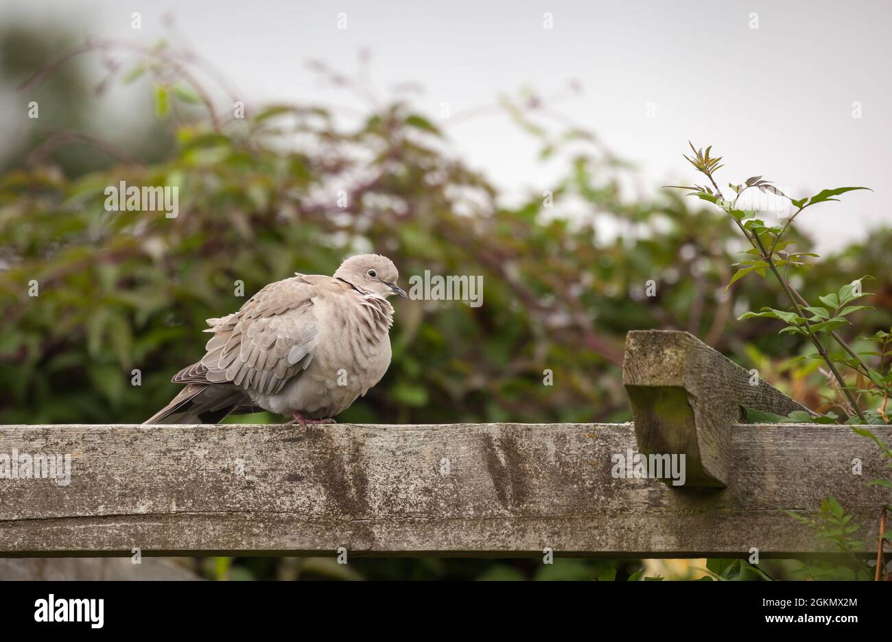 ring-necked dove. half-collared dove. cape turtle dove Stock Photo - Alamy
