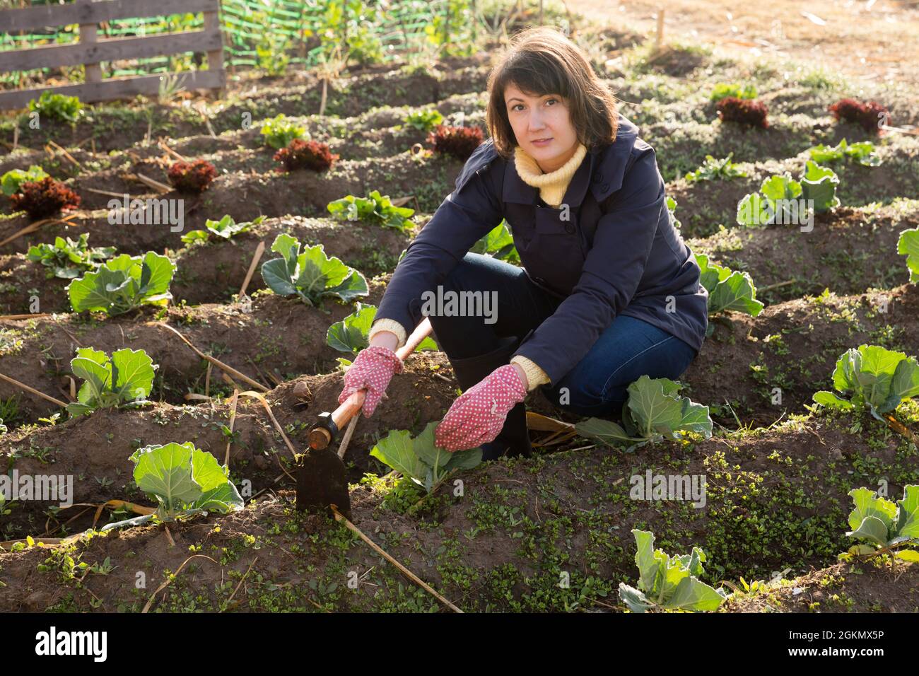 Woman hoeing in garden Stock Photo - Alamy
