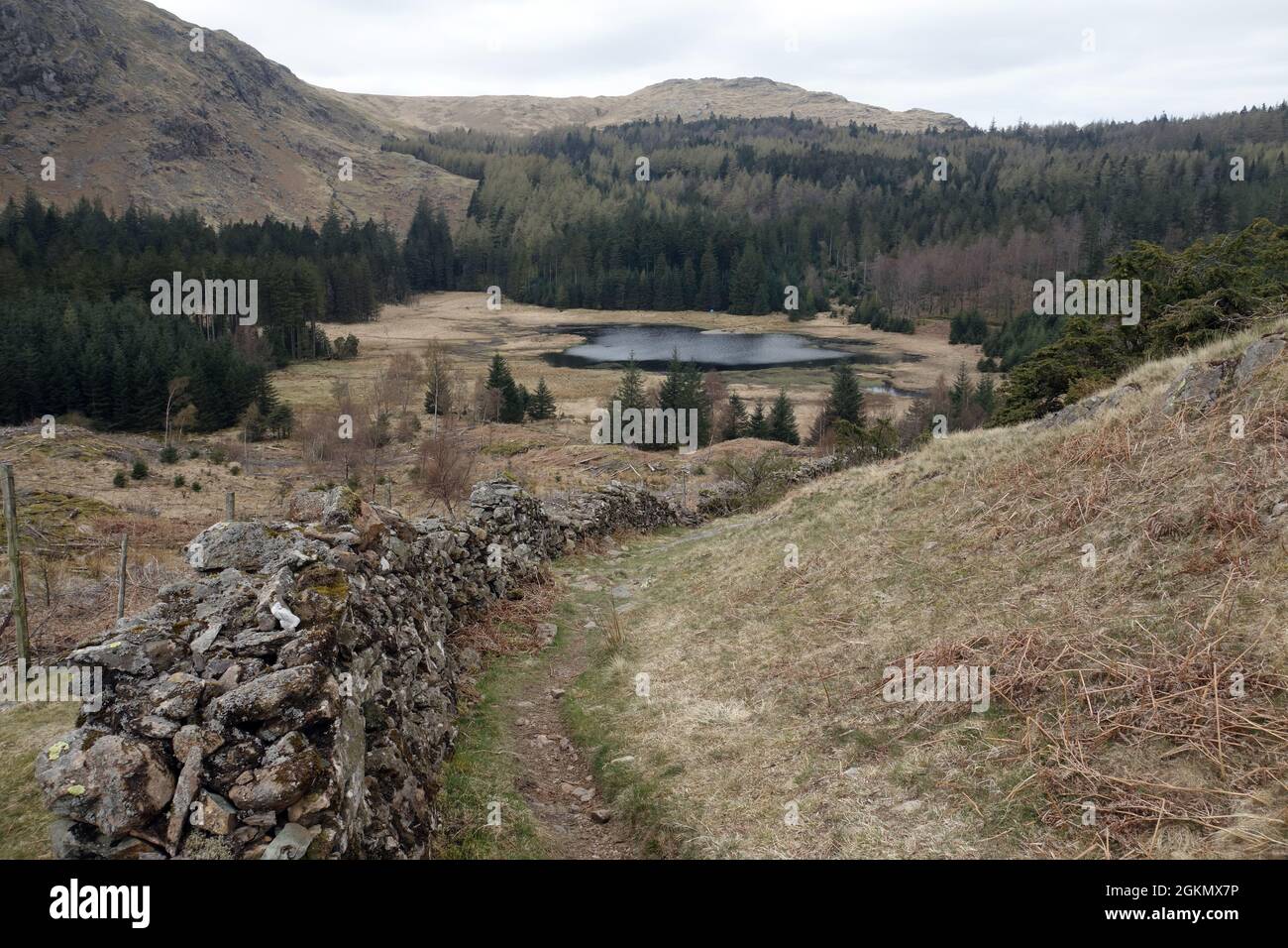 Dry Stone Wall above Harrop Tarn near Dobgill Car Park in Thirlmere ...