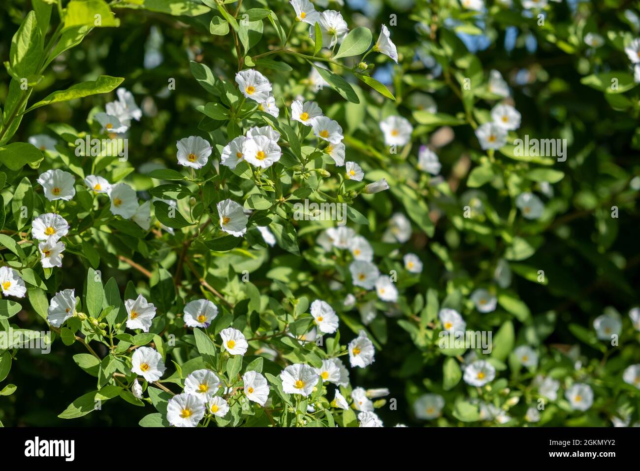 Sweet potato bush blooming plant, white flowers background, Lycianthes ...