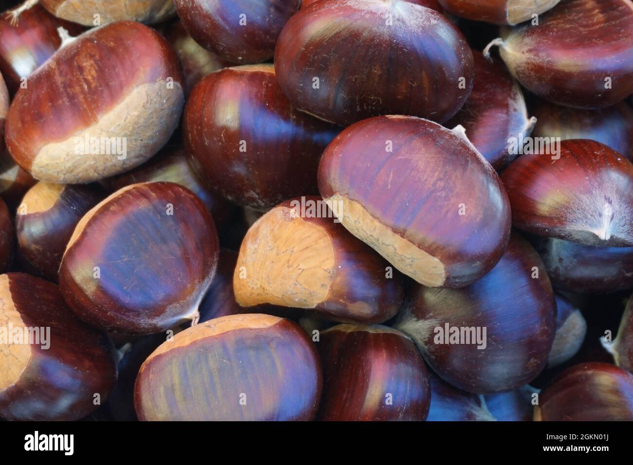 Mature chestnuts hi-res stock photography and images - Alamy