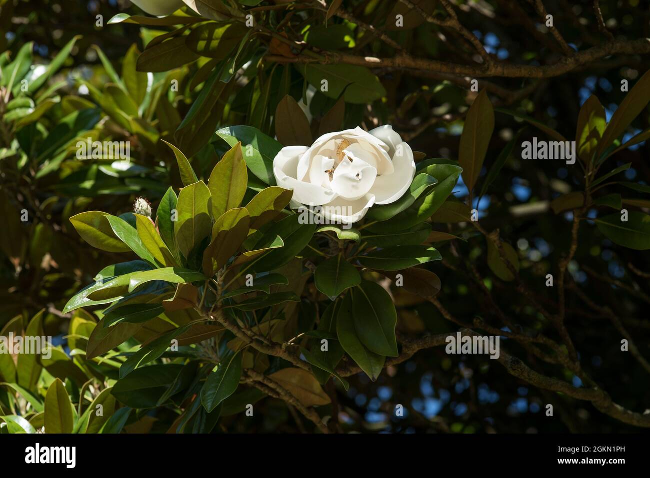 Large white petals of Magnolia (Magnolia grandiflora) - an evergreen ...