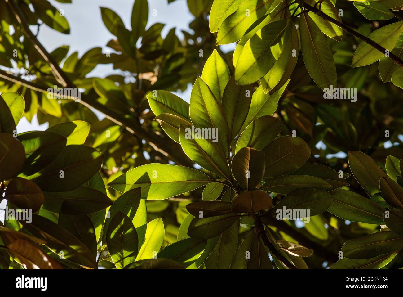 Backlit waxy leaves of Magnolia (Magnolia grandiflora) - an evergreen ...