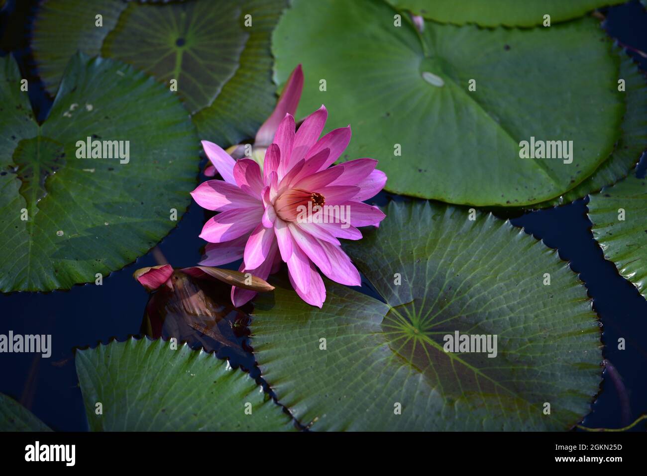 Lily in a pond Stock Photo - Alamy