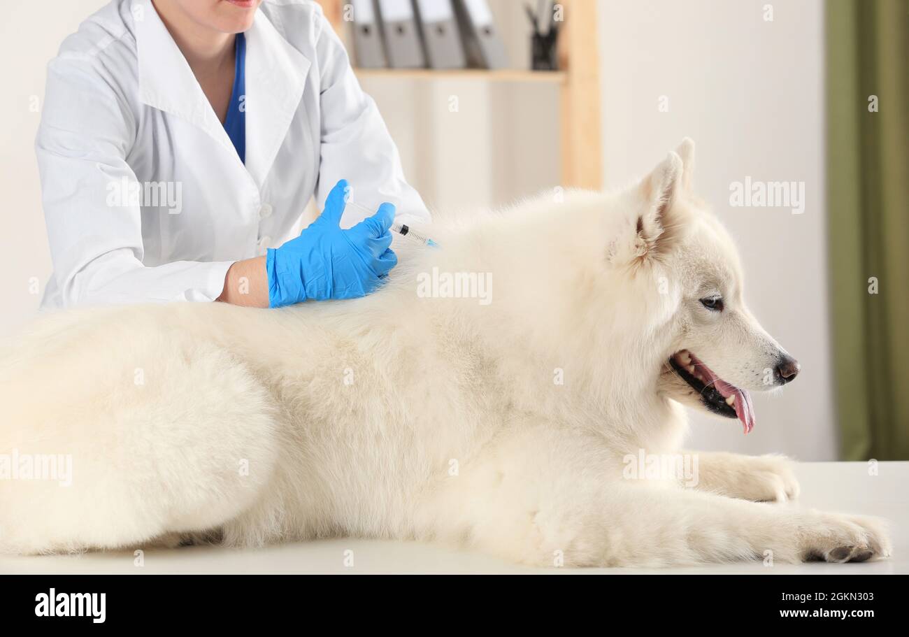 Veterinarian giving injection to dog in clinic Stock Photo - Alamy