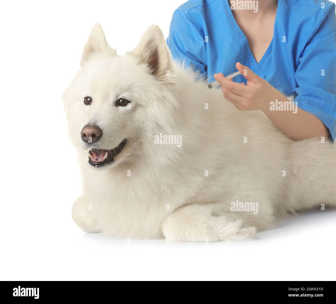 Veterinarian giving injection to dog on white background Stock Photo ...