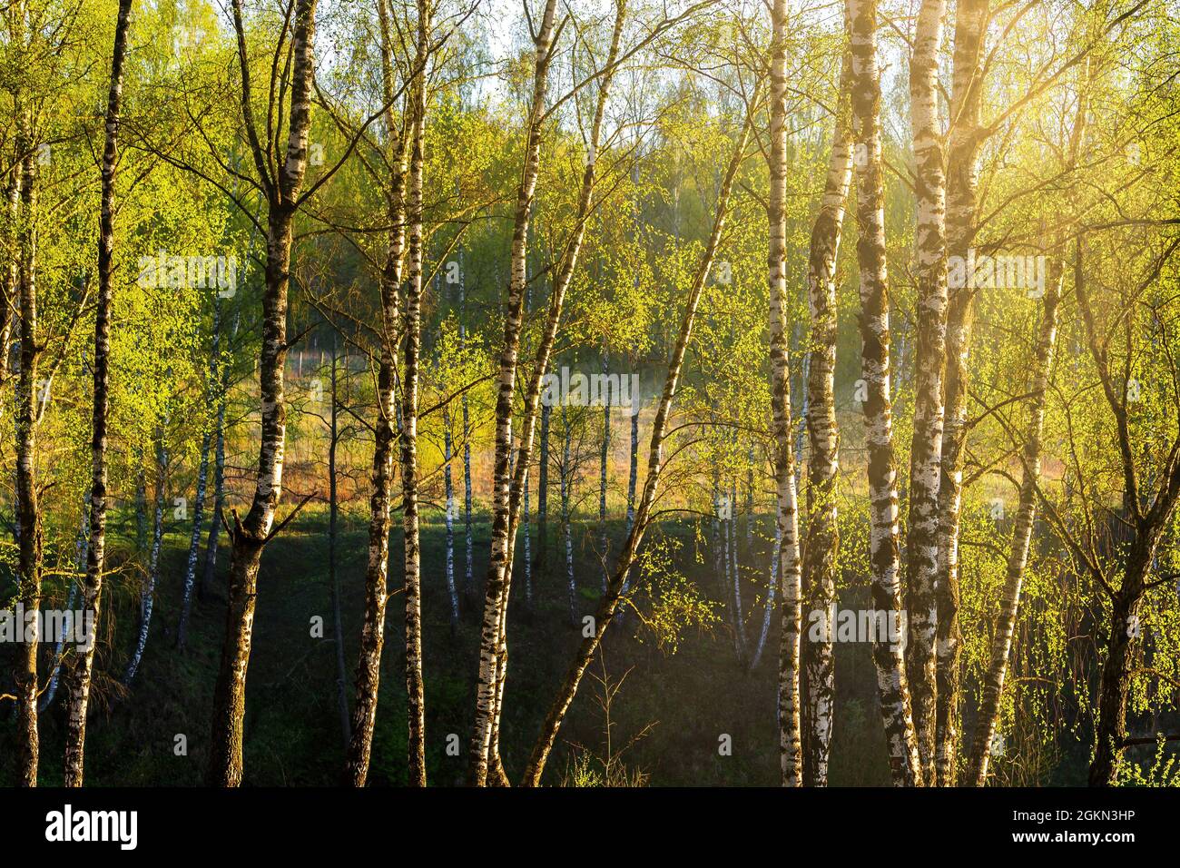 Sunset or dawn in a spring birch forest with bright young foliage ...