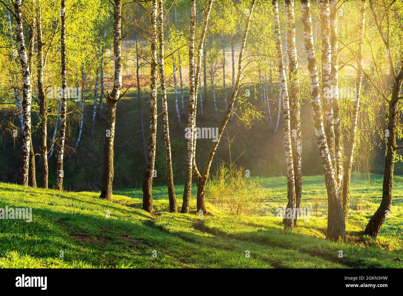 Sunset or dawn in a spring birch forest with bright young foliage ...