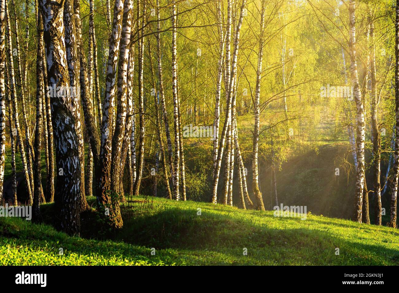 Sunset or dawn in a spring birch forest with bright young foliage glowing in the rays of the sun ...