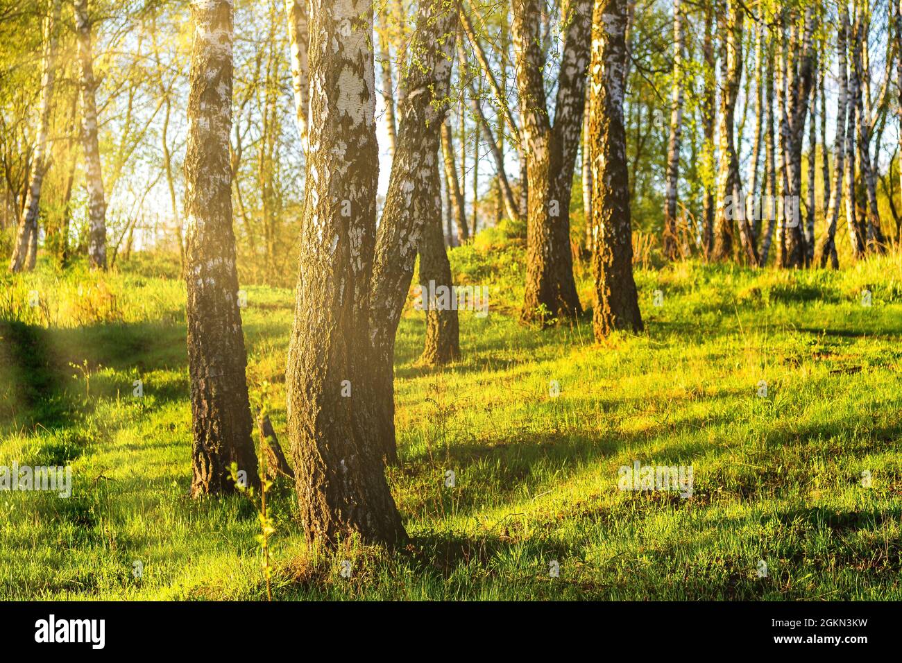 Sunset or dawn in a spring birch forest with bright young foliage ...