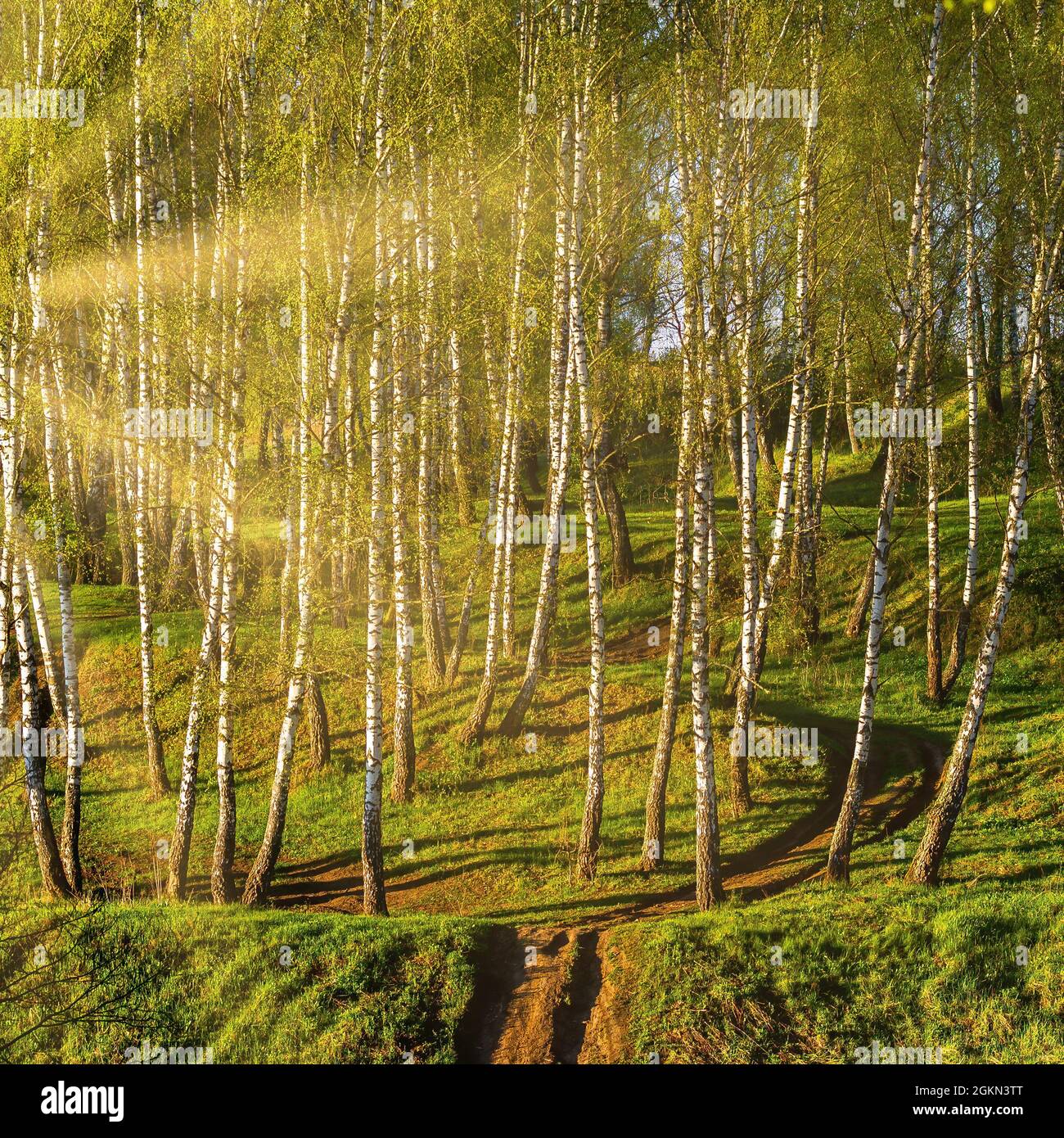 Sunset or dawn in a spring birch forest with bright young foliage ...