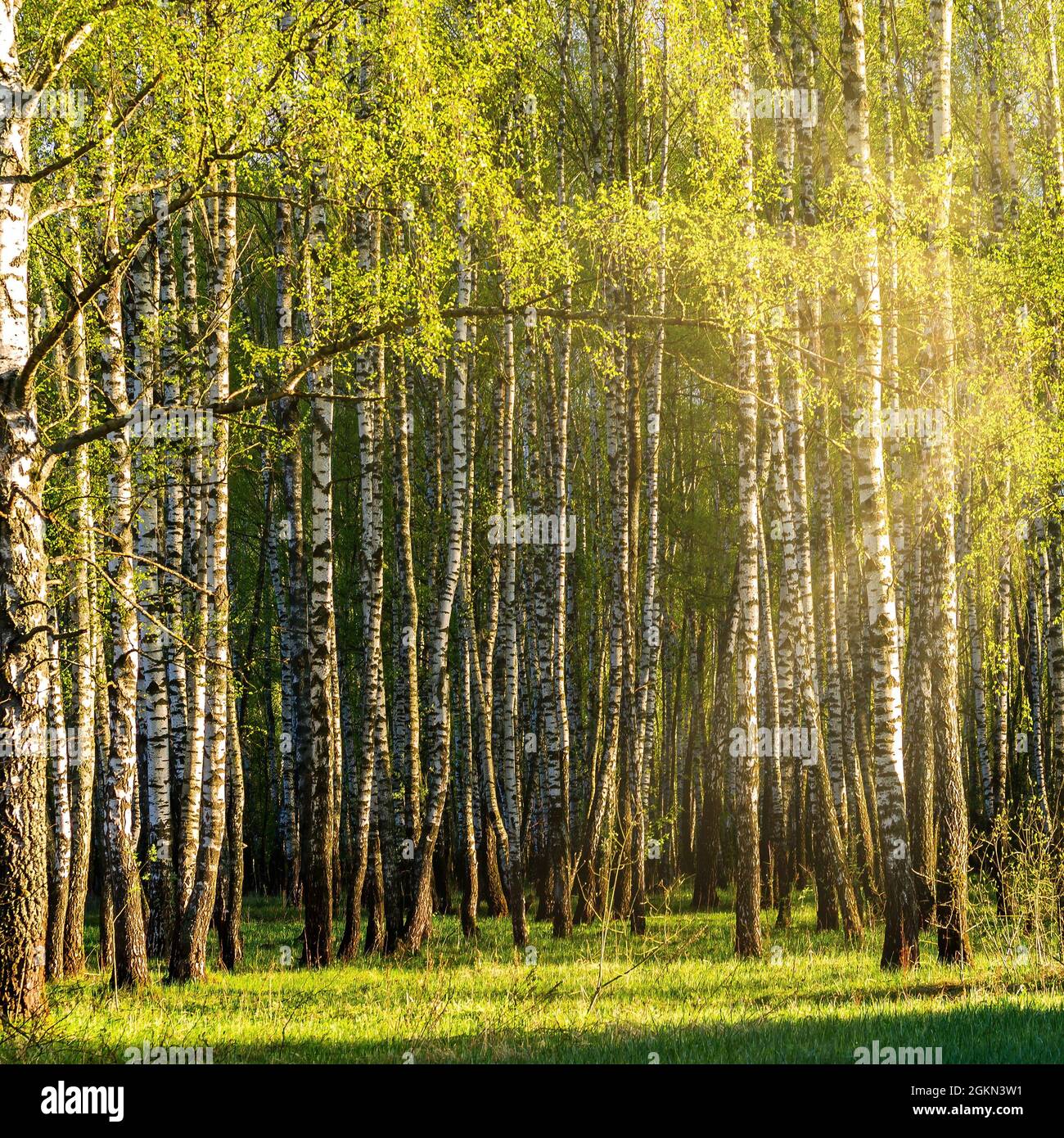 Sunset or dawn in a spring birch forest with bright young foliage ...