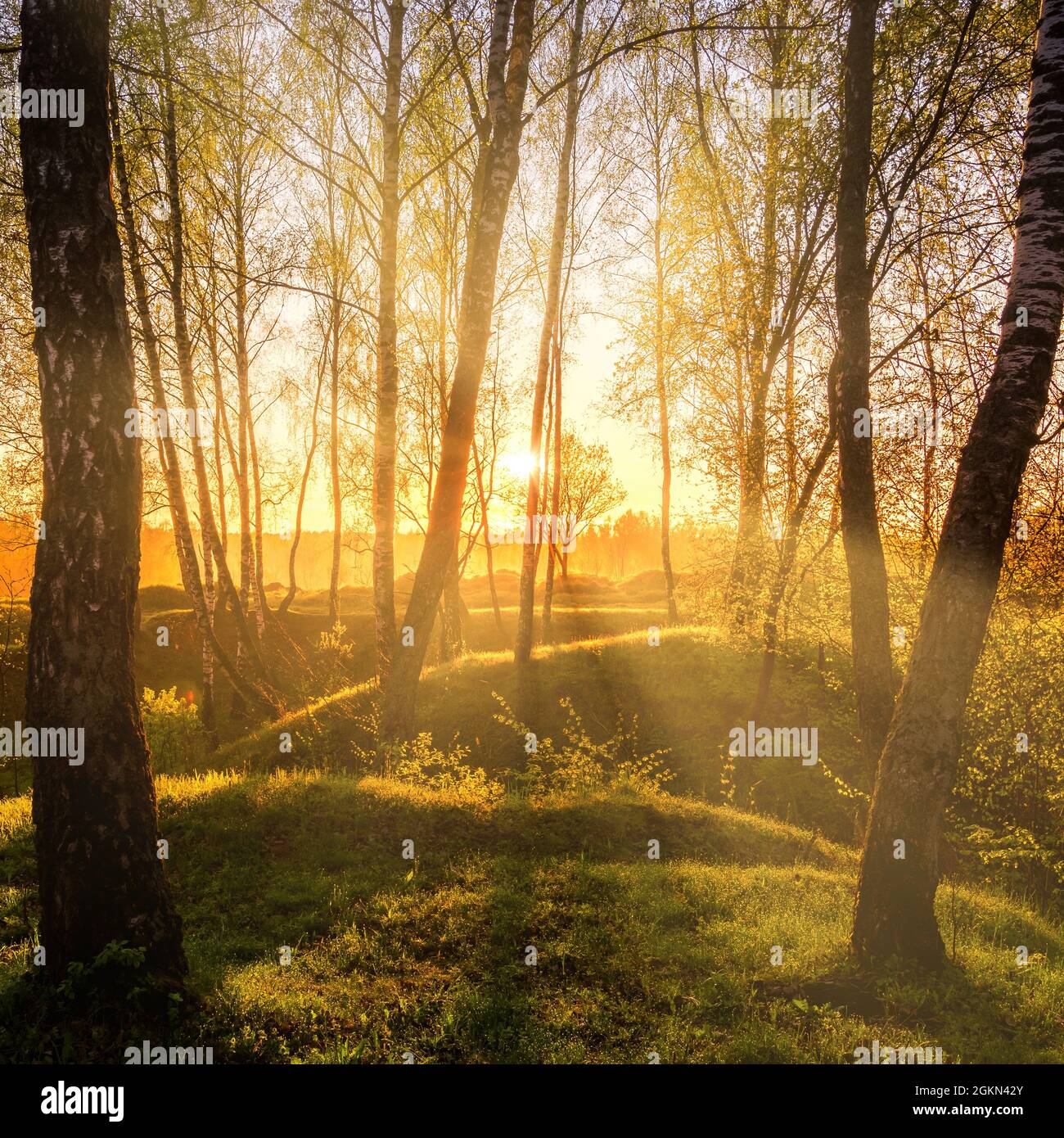 Sunset or dawn in a spring birch forest with bright young foliage ...