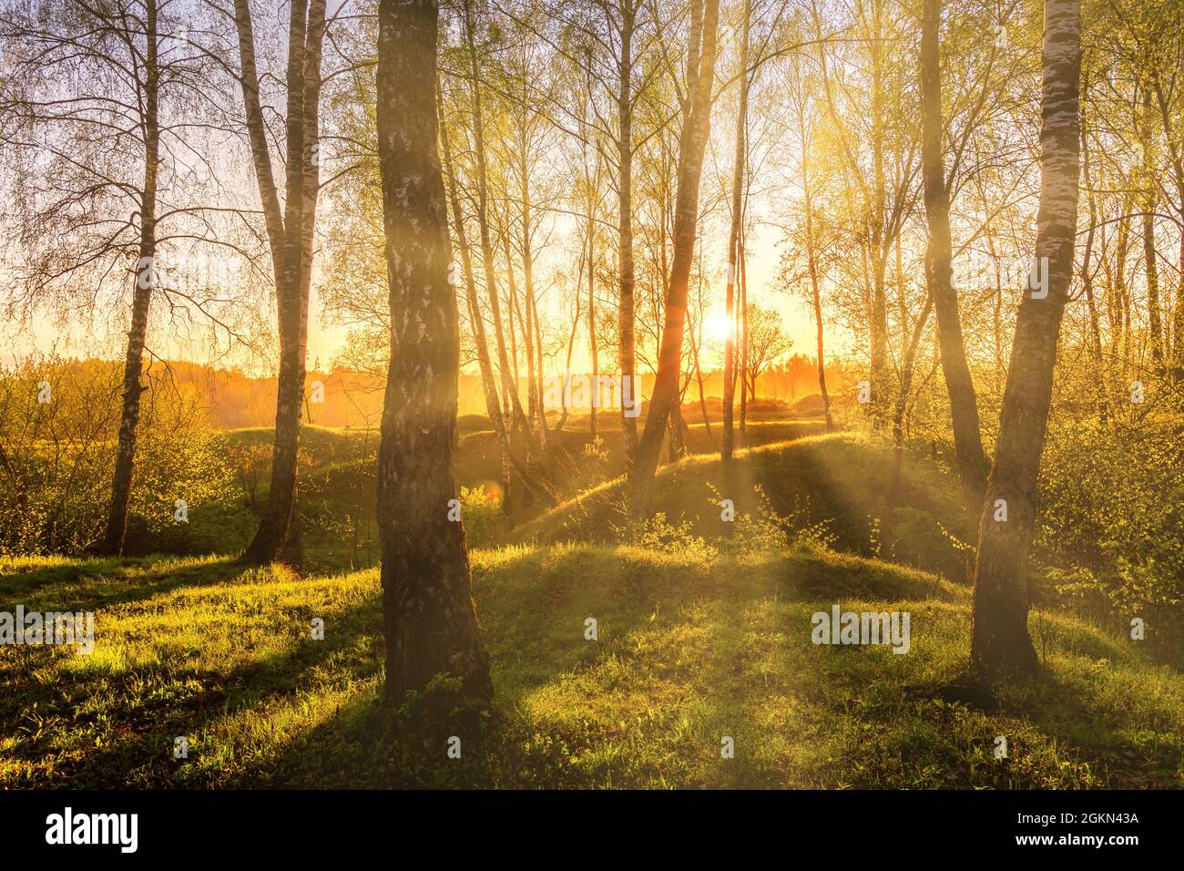 Sunset or dawn in a spring birch forest with bright young foliage ...