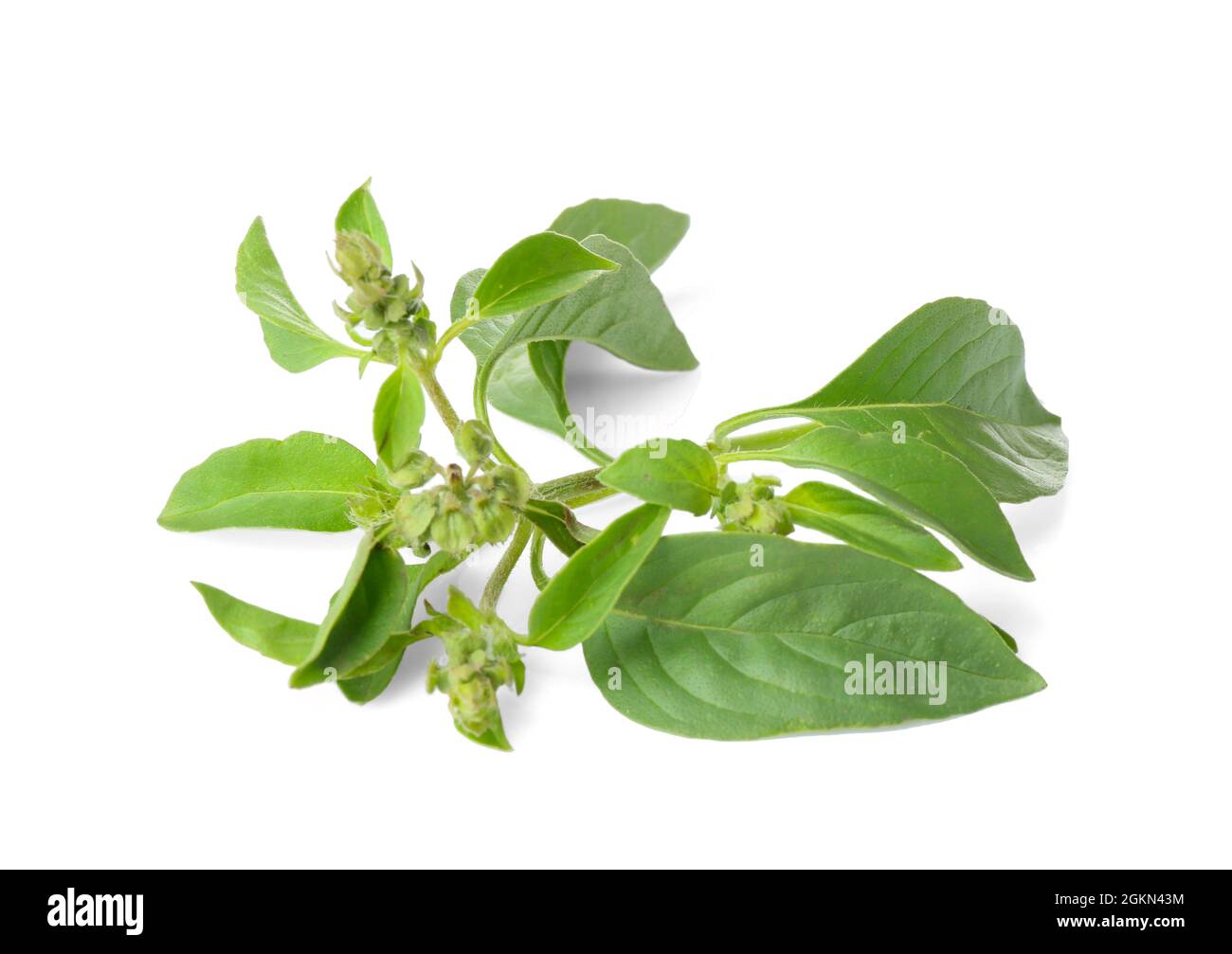 Fresh basil plant on white background Stock Photo - Alamy
