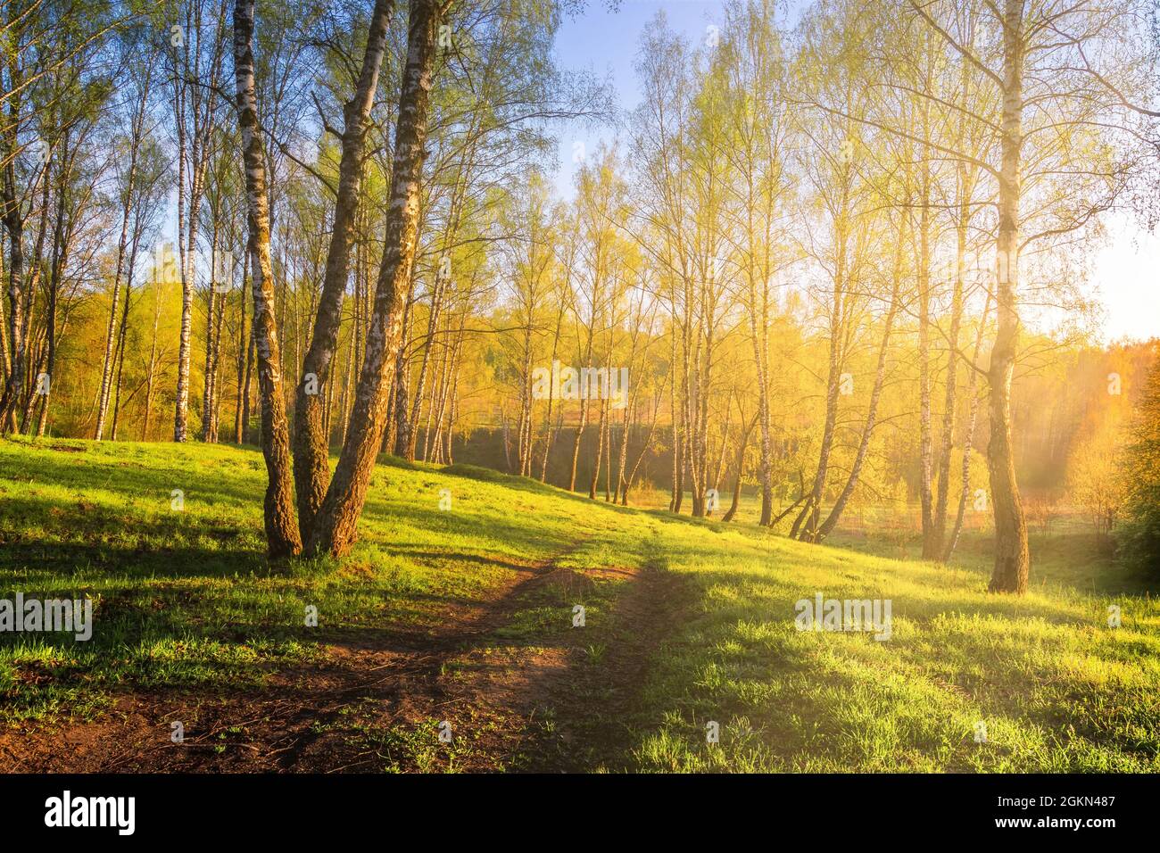 Sunset or dawn in a spring birch forest with bright young foliage ...