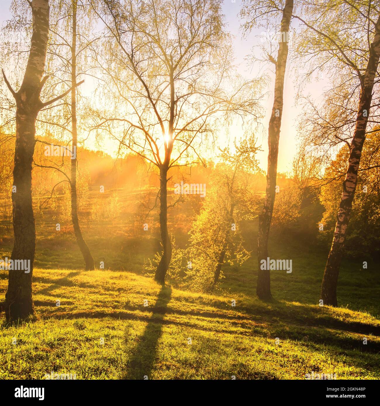 Sunset or dawn in a spring birch forest with bright young foliage ...