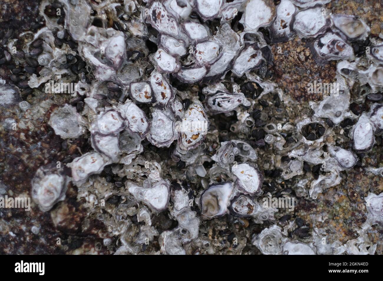 Intertidal zone hi-res stock photography and images - Alamy