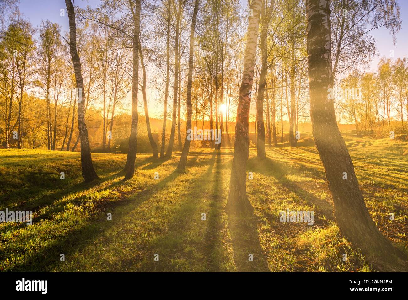 Sunset or dawn in a spring birch forest with bright young foliage ...