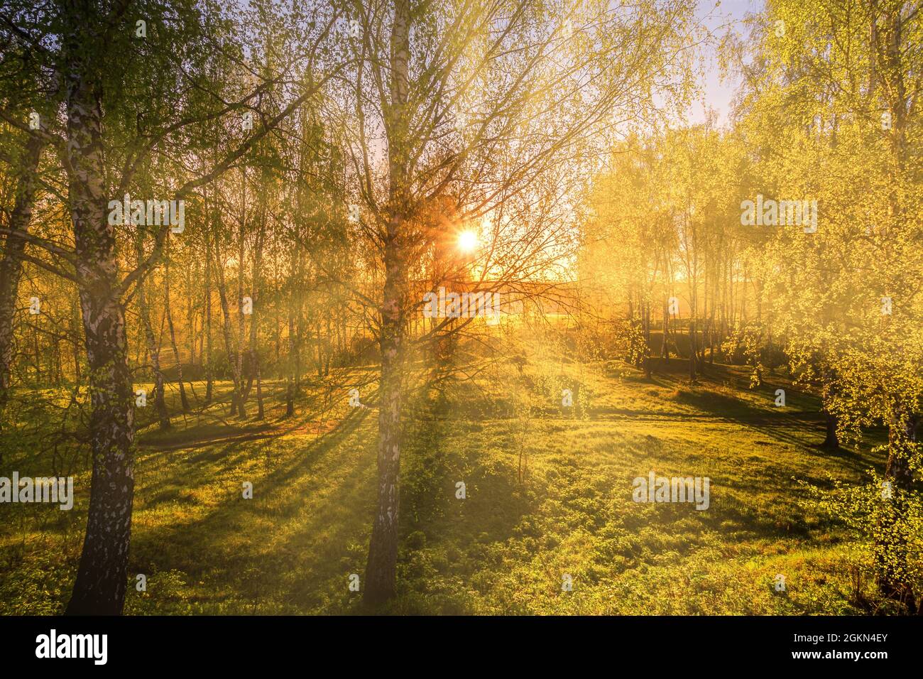 Sunset or dawn in a spring birch forest with bright young foliage ...