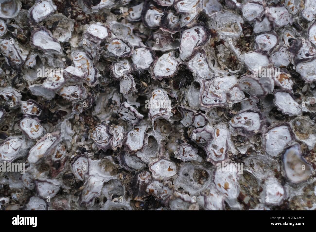 Intertidal zone hi-res stock photography and images - Alamy