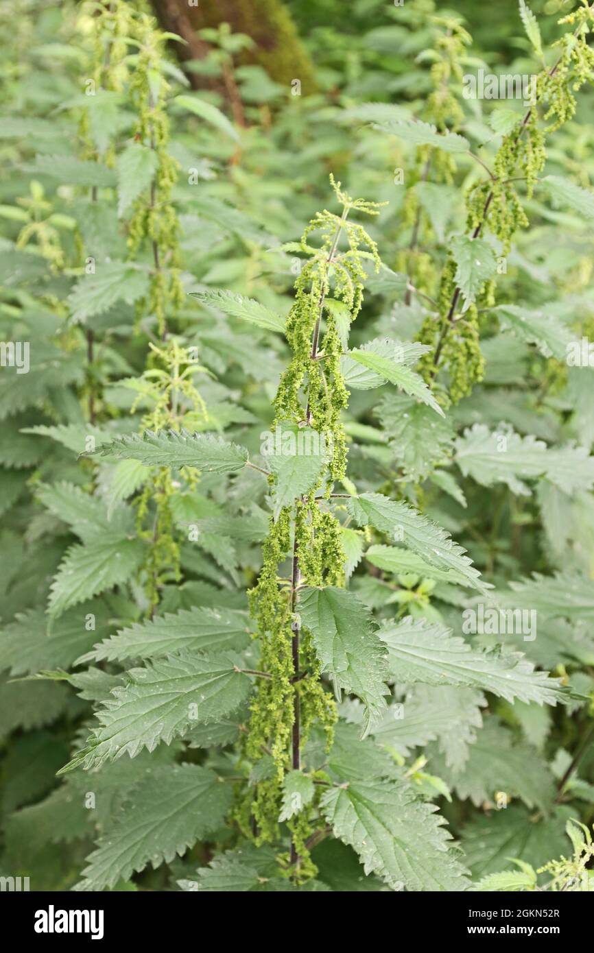 Common nettle hi-res stock photography and images - Alamy