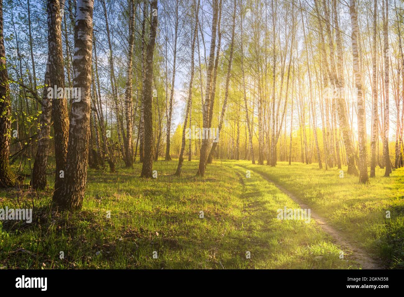 Sunset or dawn in a spring birch forest with bright young foliage ...