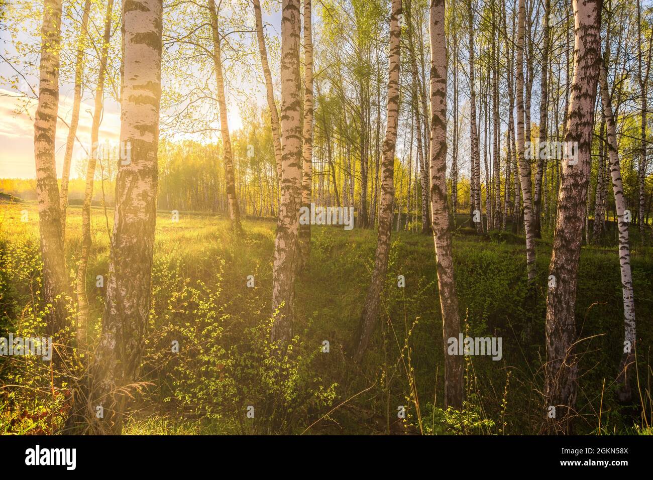 Sunset or dawn in a spring birch forest with bright young foliage ...