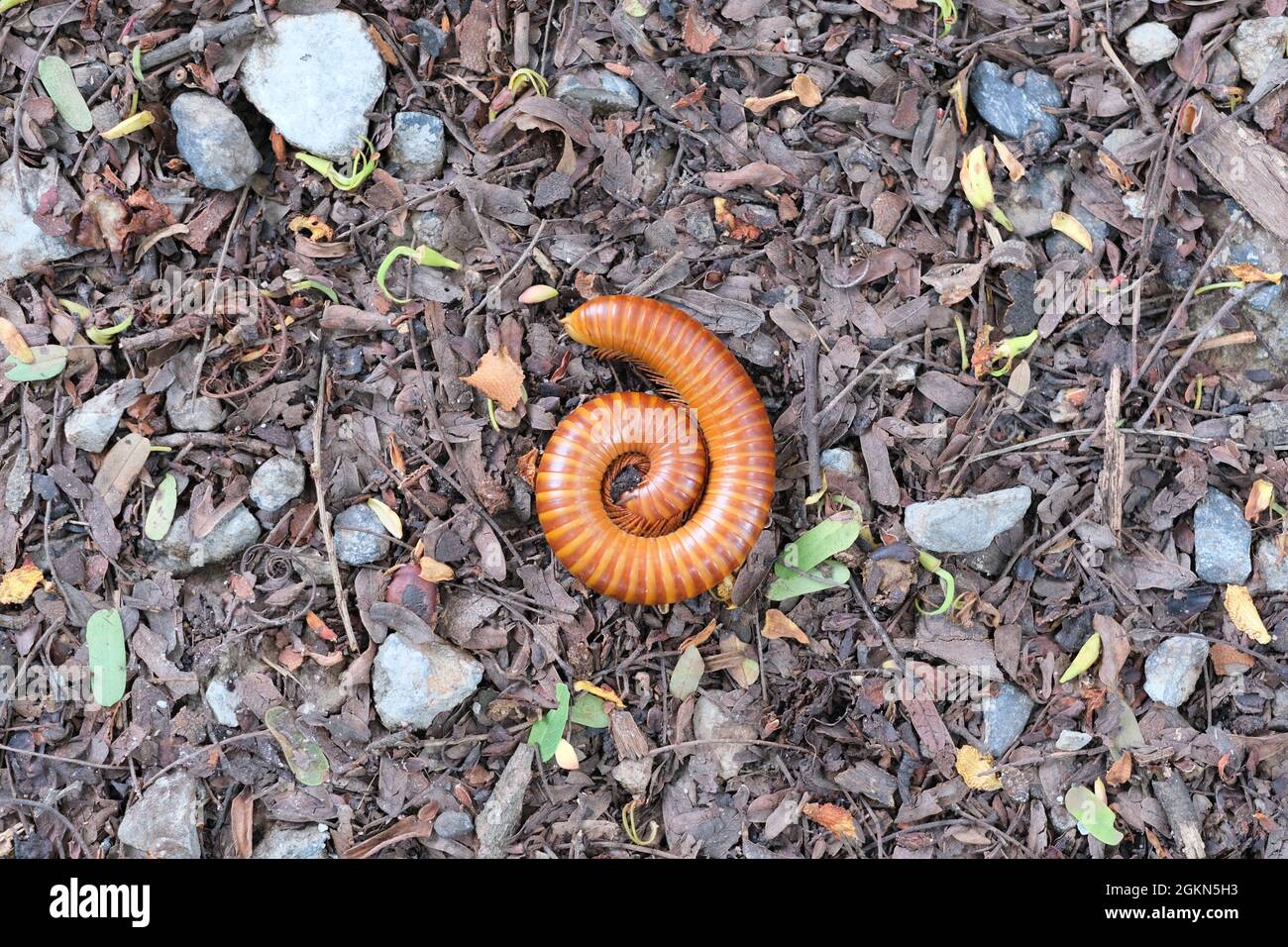 A big, colorful worm, coiling on the ground Stock Photo - Alamy