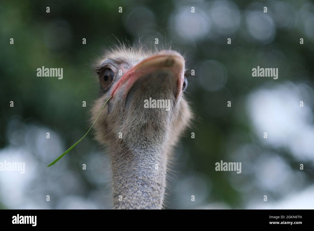 Proud ostrich with grass in its beak Stock Photo - Alamy