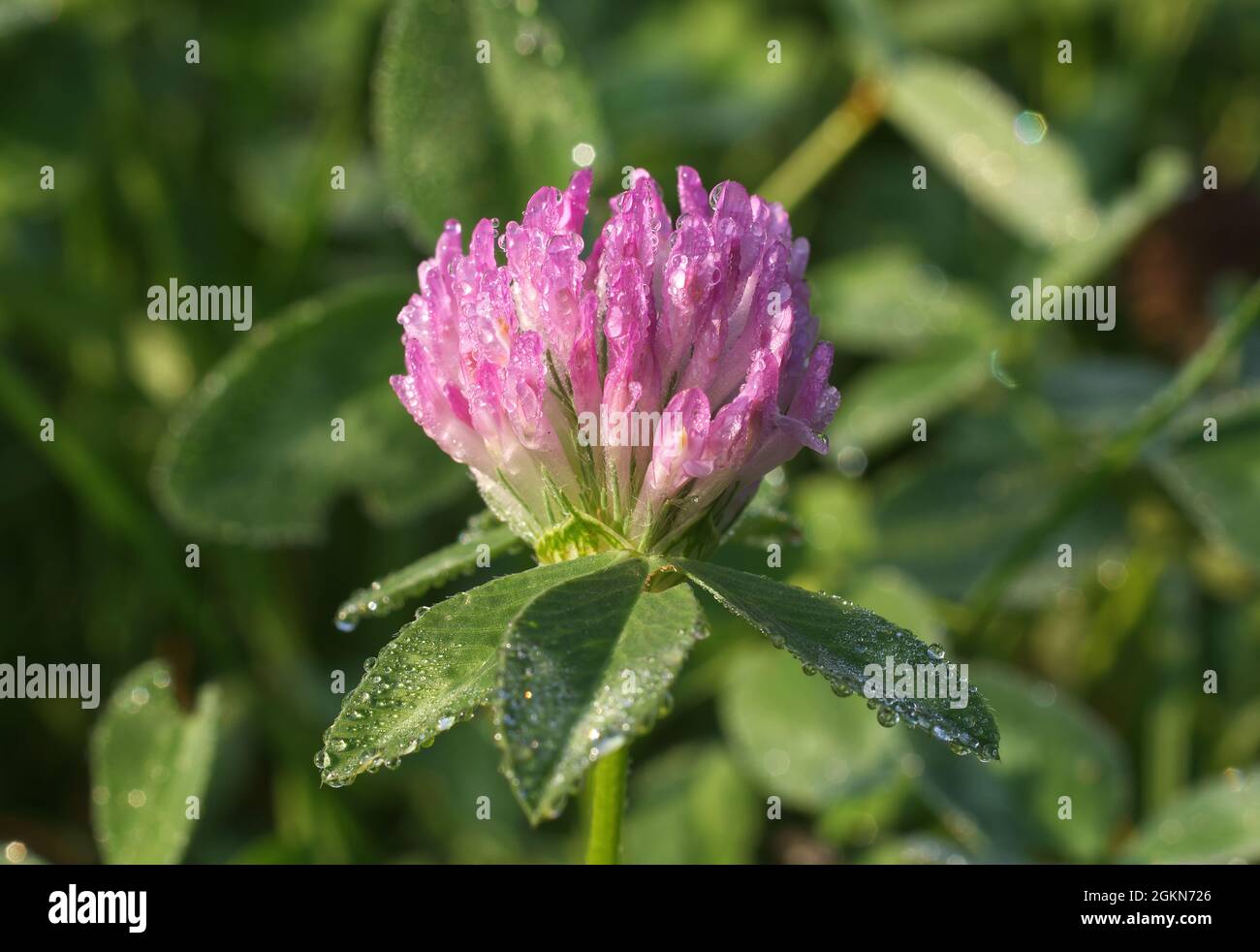 Meadow clover or Red clover, Trifolium pratense, close-up of this ...