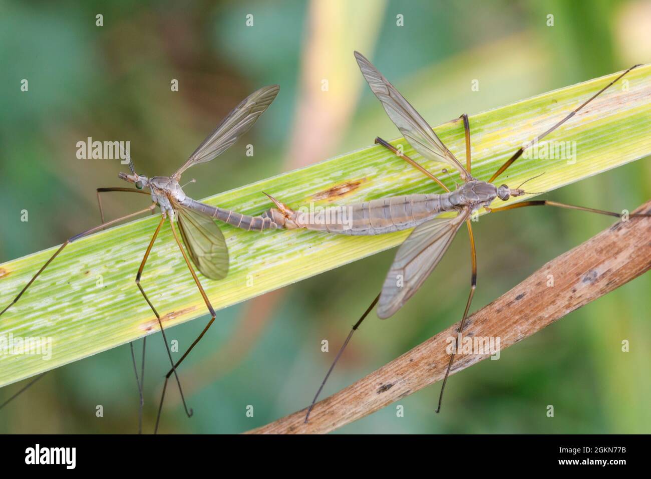 Mating Craneflies, the Cranefly is also known as a Daddy long legs ...