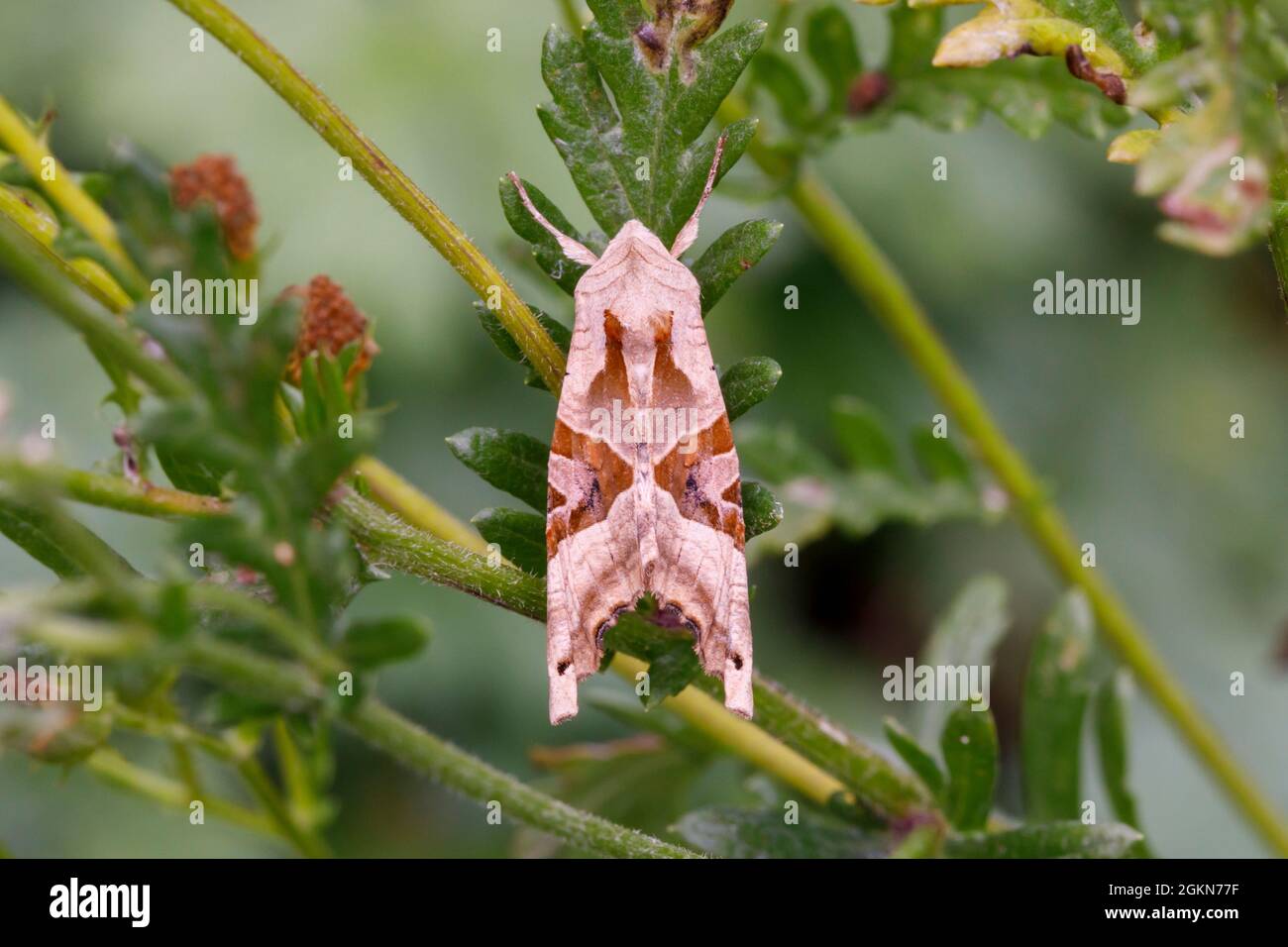 Angle shades moth (Phlogophora meticulosa) Sussex, UK Stock Photo - Alamy