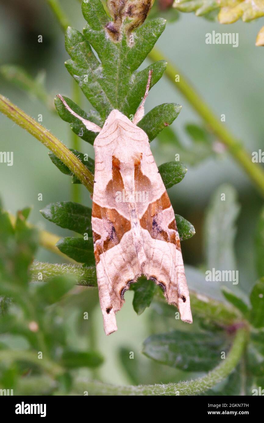 Angle shades moth (Phlogophora meticulosa) Sussex, UK Stock Photo - Alamy