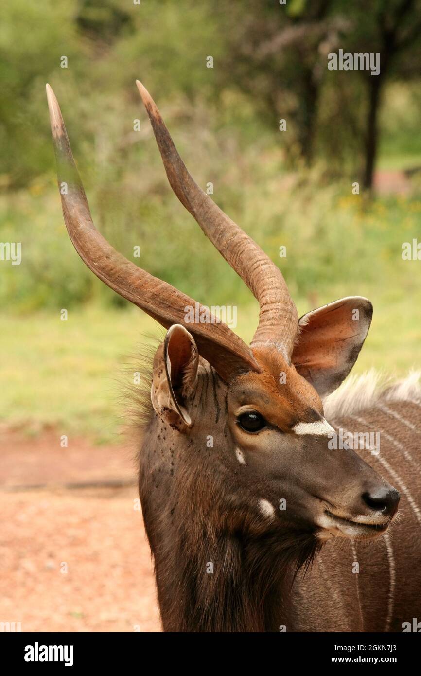Close up profile portrait of a adult male nyala Tragelaphus angasii ...
