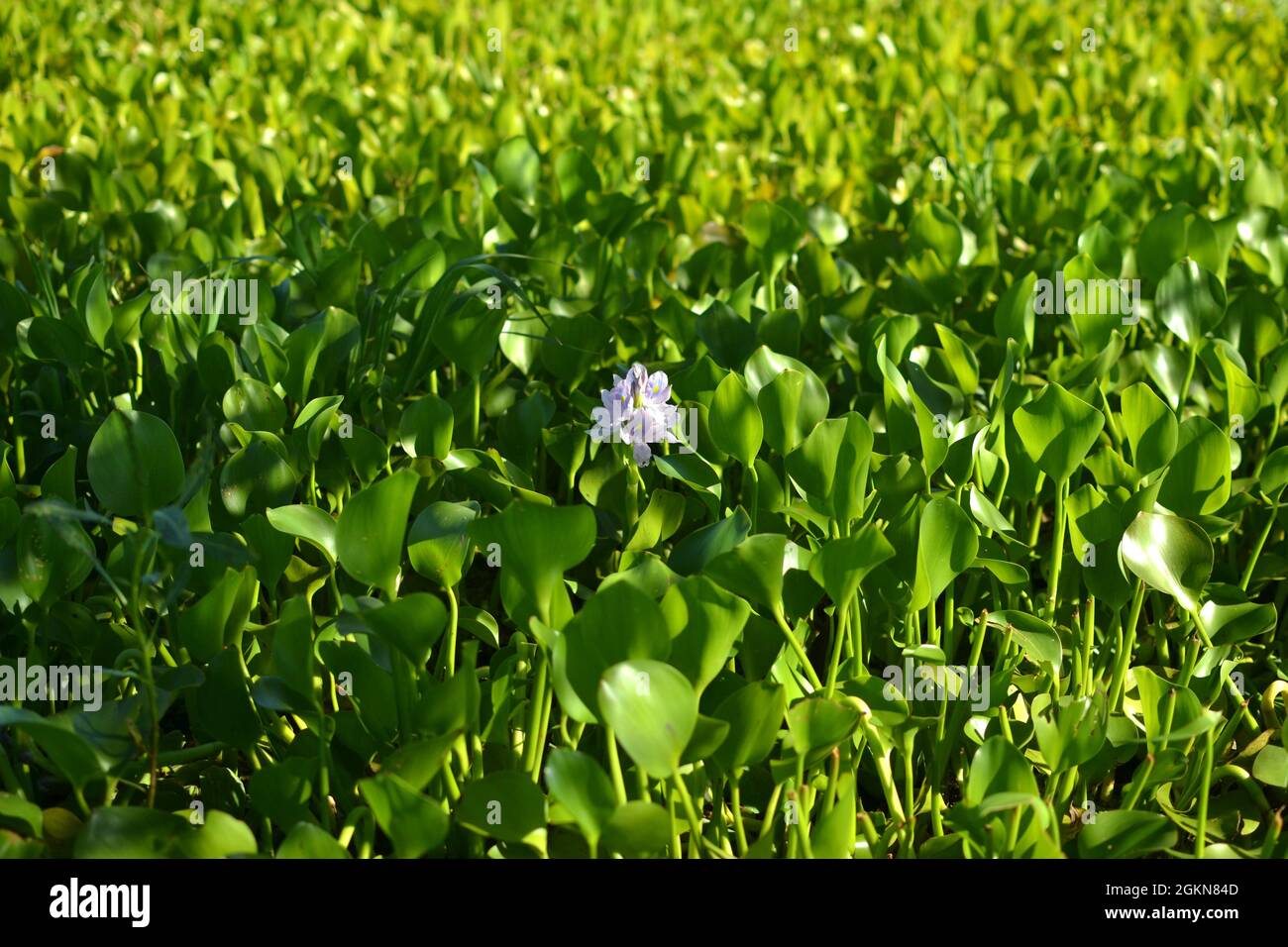 water hyacinth flower Stock Photo - Alamy