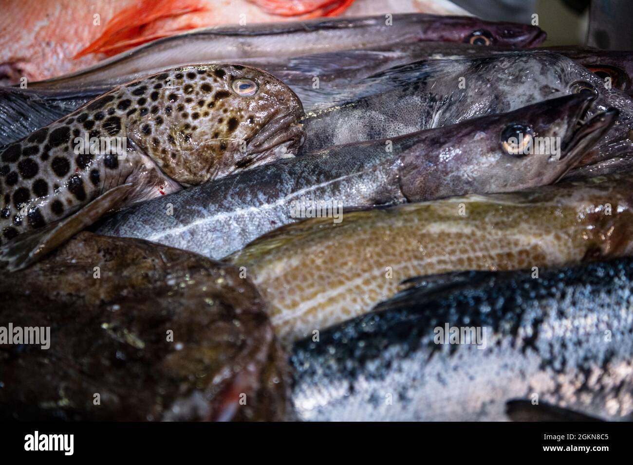 Bremen, Germany. 15th Sep, 2021. Fish are offered for sale at the ...
